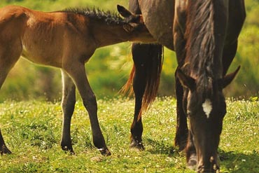 Comment réussir le sevrage de mon poulain